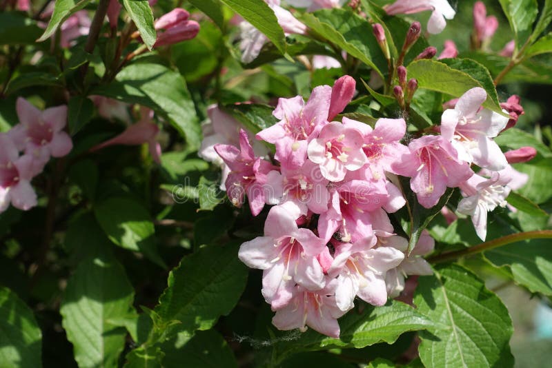 Closeup of Corymb of Pink Flowers of Weigela Stock Photo - Image of ...