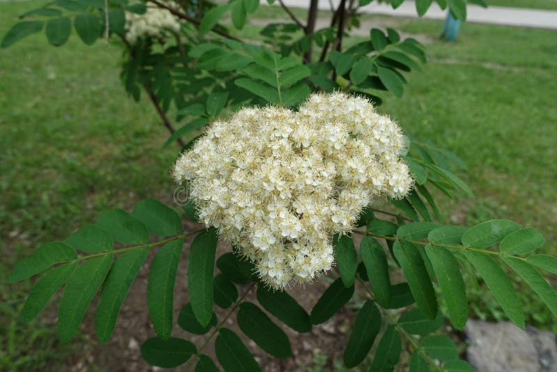 Corymb of White Flowers of Rowan Stock Photo - Image of inflorescence ...