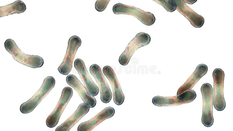Corynebacterium Bacteria, Gram-positive Rod-shaped Bacterium that ...