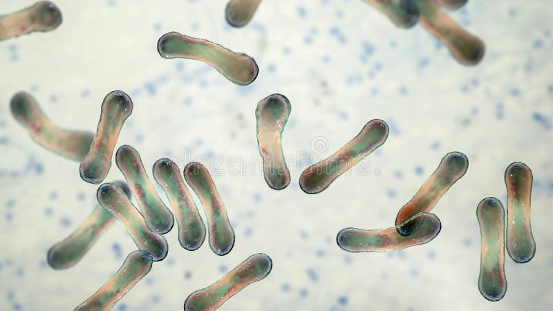 Corynebacterium Bacteria, Gram-positive Rod-shaped Bacterium that ...