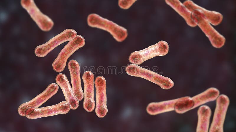 Bacteria Corynebacterium Diphtheriae Stock Illustration - Illustration ...