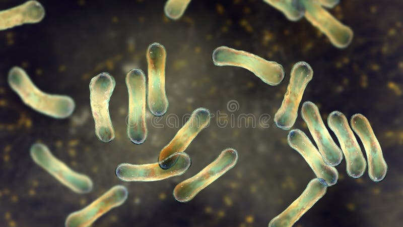 Corynebacterium Bacteria, Gram-positive Rod-shaped Bacterium that ...