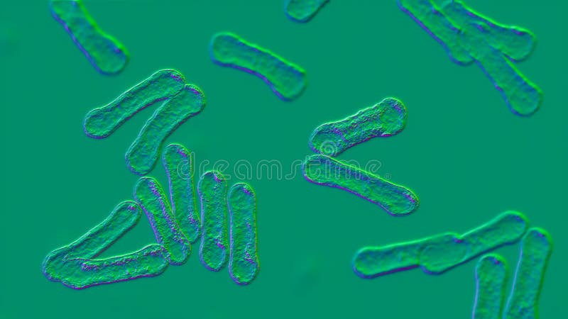 Corynebacterium Bacteria, Gram-positive Rod-shaped Bacterium that ...