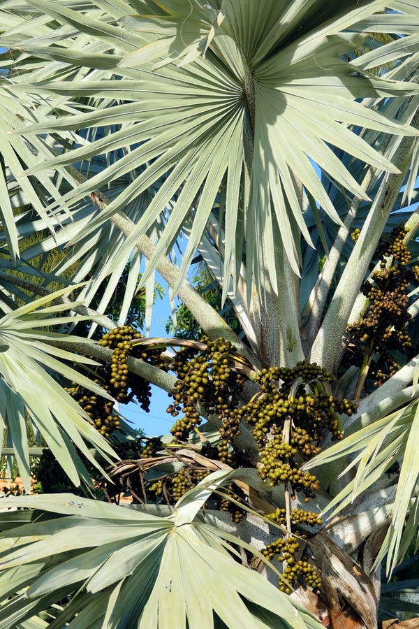 Corypha umbraculifera stock photo. Image of leaves, corypha - 349245986