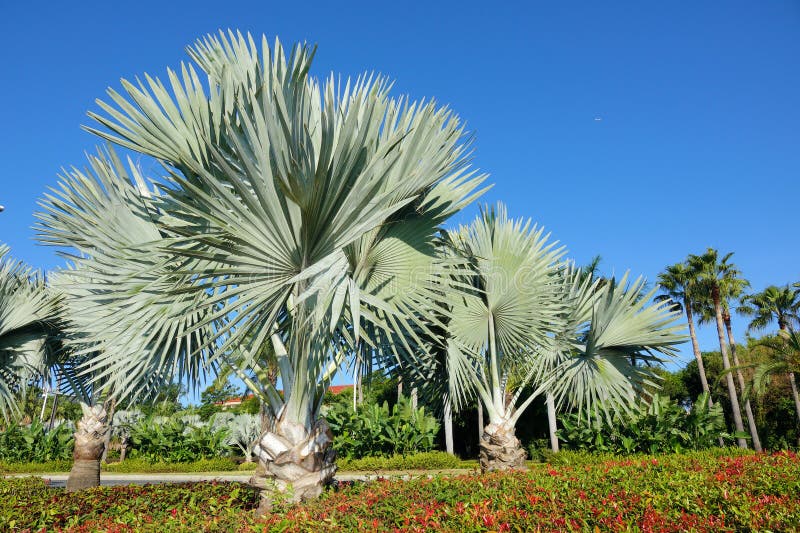 Corypha umbraculifera stock photo. Image of garden, scenic - 349245776