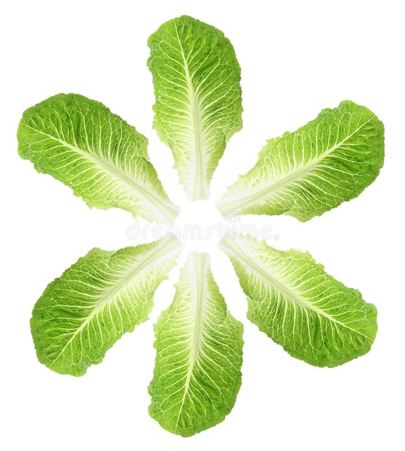 Cos Lettuce Leaves stock photo. Image of nutrition, leafy - 24585114