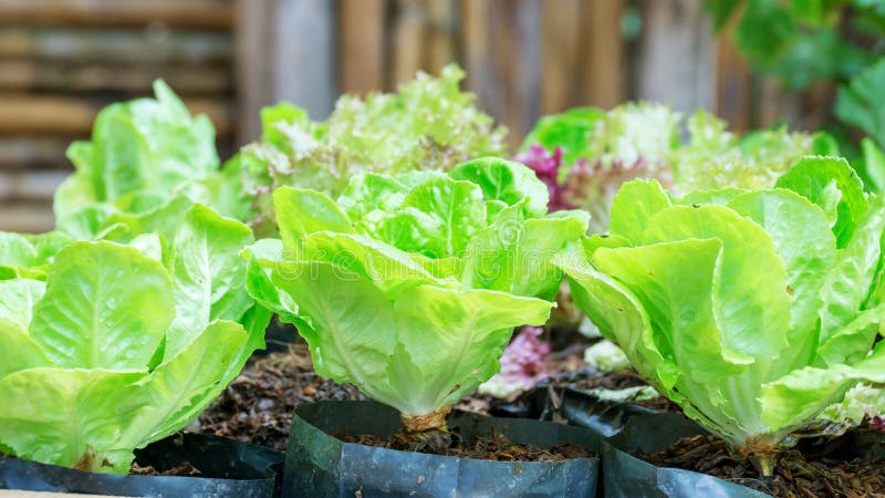 Cos Lettuce in the Vegetable Garden Stock Image - Image of farm ...