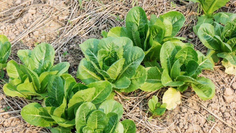 Cos lettuce stock image. Image of grow, defense, organic - 70175201
