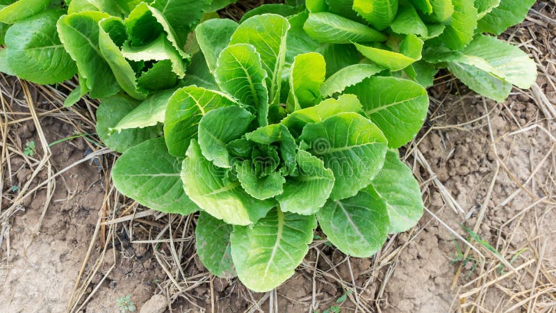 Cos lettuce stock image. Image of fresh, growth, industry - 70180139
