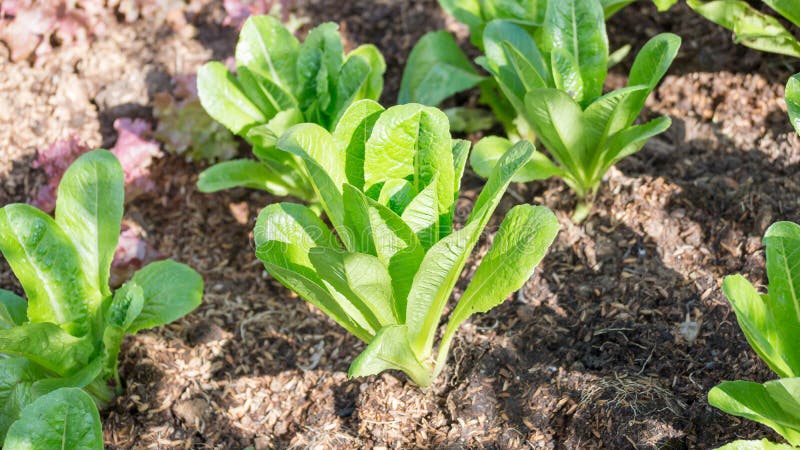 Cos Lettuce in the Vegetable Garden Stock Image - Image of nutrition ...