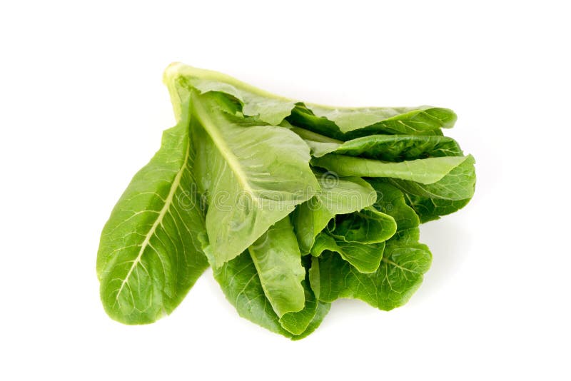 Cos Vegetable Isolated on White Surface Stock Image - Image of asia ...