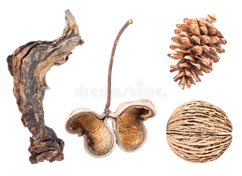 318 Cosas Secas Fotos de stock - Fotos libres de regalías de Dreamstime