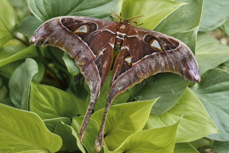 Coscinocera Hercules, the Hercules Moth Stock Photo - Image of moth ...