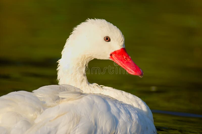 Coscoroba Swan stock image. Image of outdoor, ornithology - 5248655