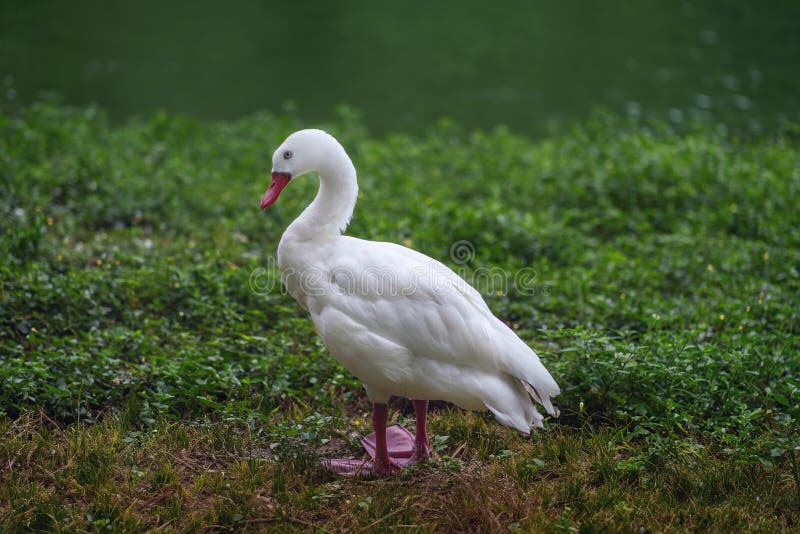 Coscoroba Swan portrait stock photo. Image of beautiful - 301495502
