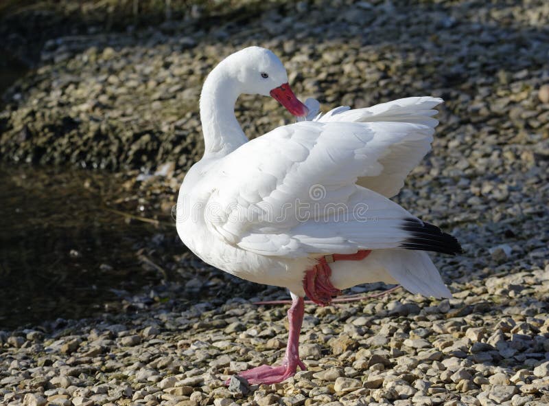 Coscoroba Swan stock photo. Image of wildfowl, south - 139537694