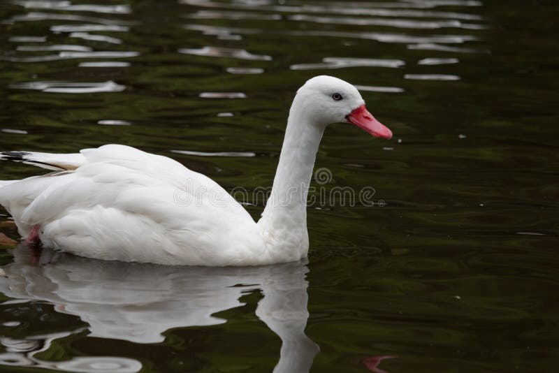 Coscoroba swan stock photo. Image of wild, outdoor, waterfowl - 74749642
