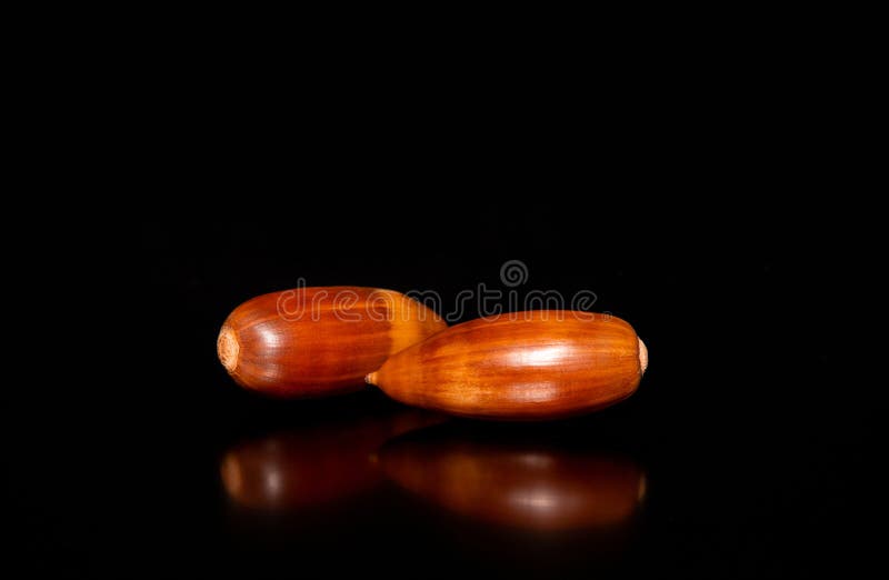 Cose-up of Two Cork Oak Tree Acorns, Quercus Suber Seeds on a Dark ...