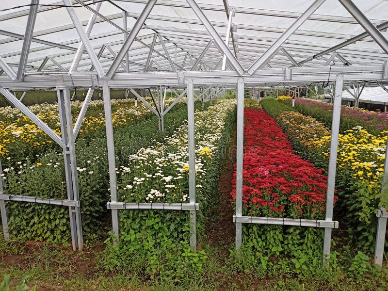 Cosecha De Cinco Crisantemas De Color Foto de archivo - Imagen de ...