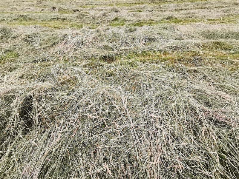 Cosecha De Cultivos De Pasto Seco Foto de archivo - Imagen de cosecha ...