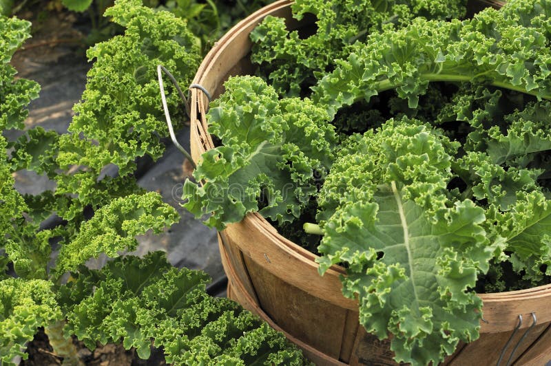 Cosecha de la col rizada imagen de archivo. Imagen de hierba - 25232591