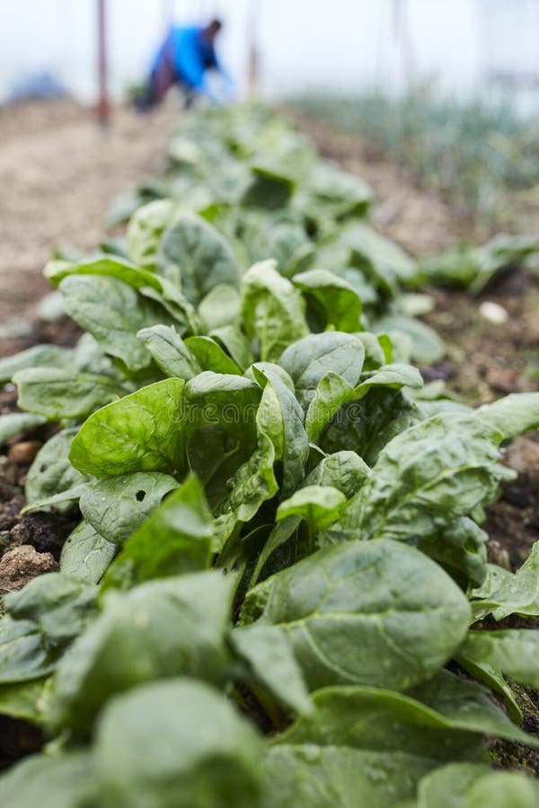 Cosecha de la espinaca foto de archivo. Imagen de crecimiento - 67827966