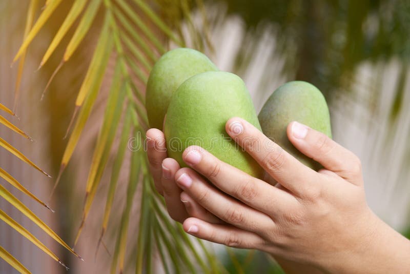 Cosecha De La Fruta Del Mango Imagen de archivo - Imagen de mano, salud ...