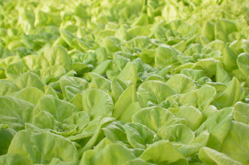 Cosecha de la lechuga imagen de archivo. Imagen de cultivación - 99262163