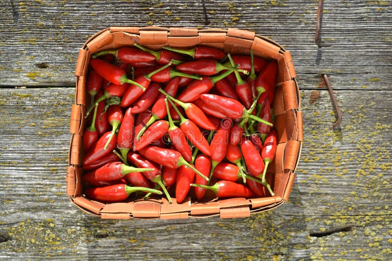 Cosecha De La Pimienta De Chile Rojo En Cesta Foto de archivo - Imagen ...