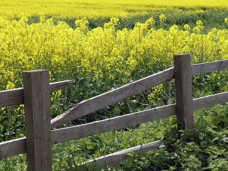 Cosecha de la rabina imagen de archivo. Imagen de fondo - 123951