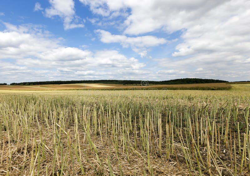 Cosecha De La Rabina De La Colección Foto de archivo - Imagen de rural ...