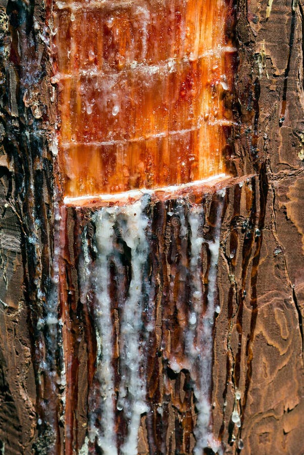 Extracción De La Resina Del Pino-árbol Imagen de archivo - Imagen de ...