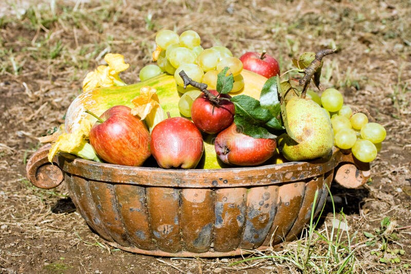 Cosecha de las frutas foto de archivo. Imagen de fruta - 6604906