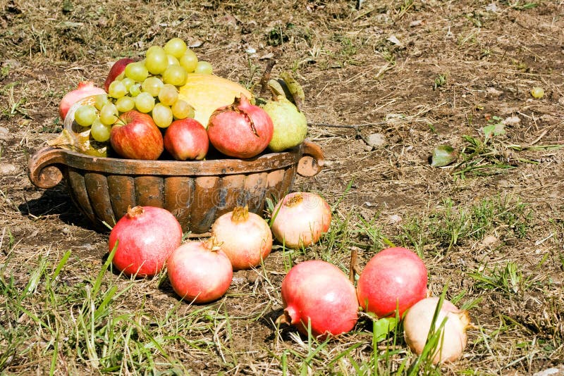 Cosecha de las frutas imagen de archivo. Imagen de noviembre - 6605225