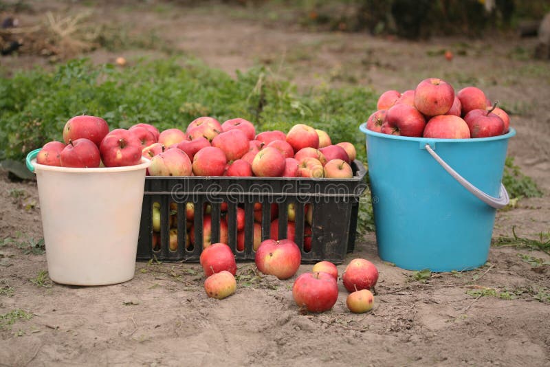 Cosecha de las manzanas foto de archivo. Imagen de manzana - 16437804