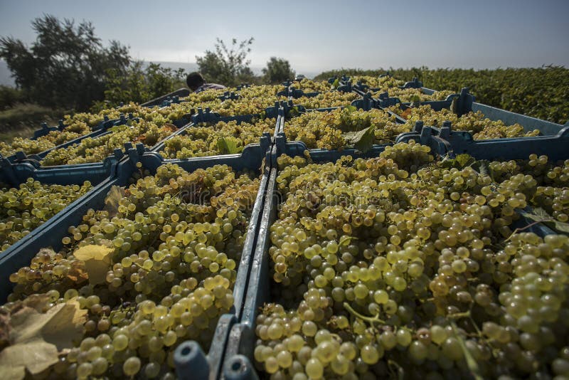 Cosecha De Las Vides De Uva Imagen de archivo - Imagen de crecimiento ...