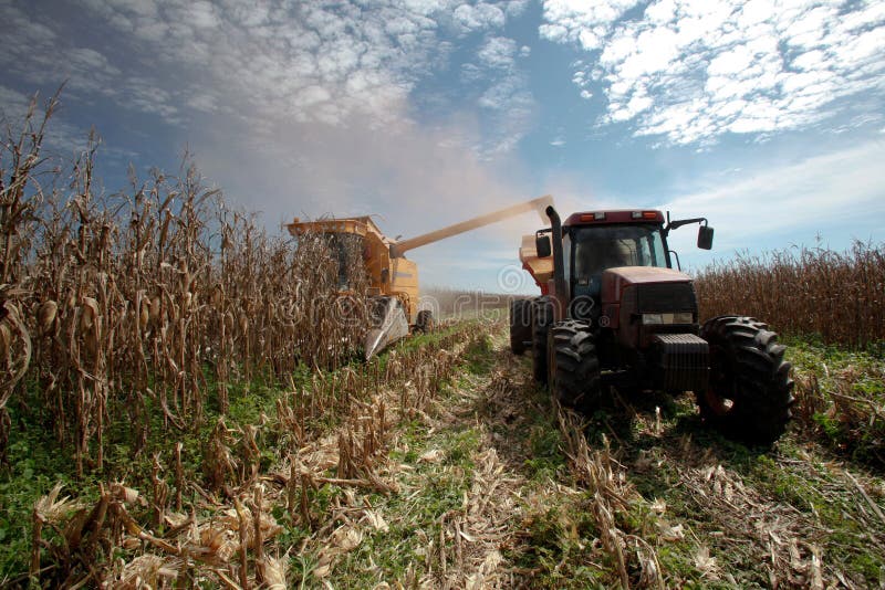Cosecha de maíz foto de archivo. Imagen de farmland, escena - 23093228