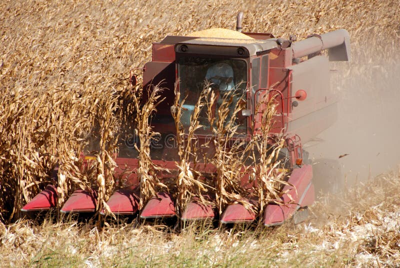 Cosecha de maíz imagen de archivo. Imagen de cosechadora - 7077925