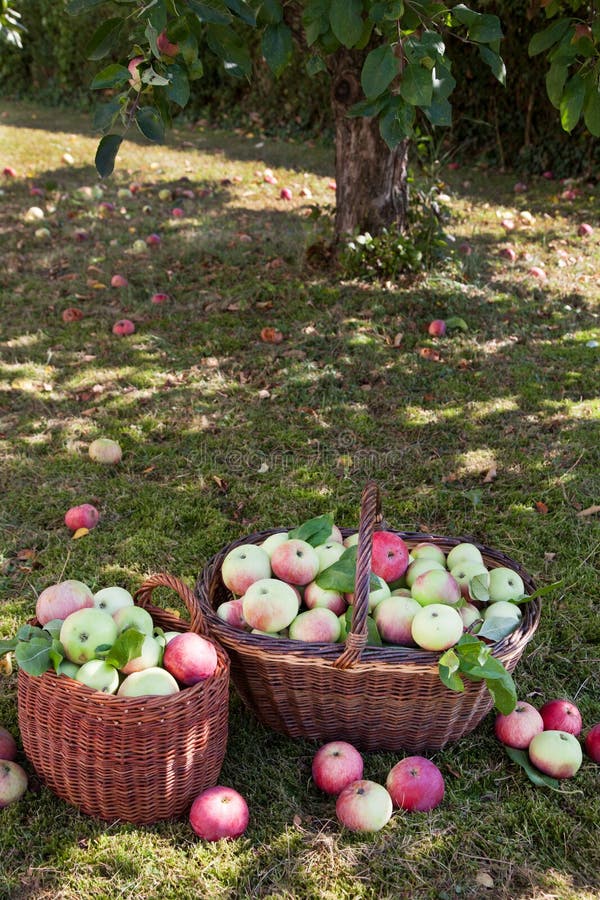 Cosecha de manzanas imagen de archivo. Imagen de exterior - 36225759