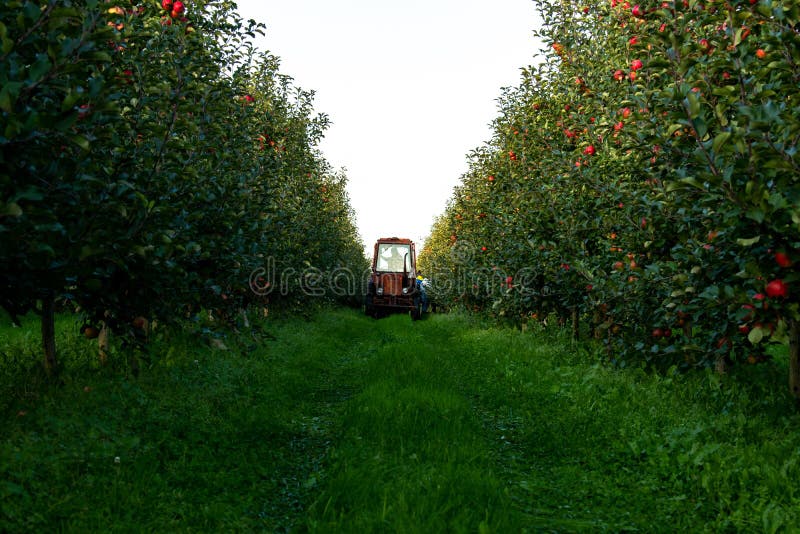 Cosecha De Manzanas En El Manzanar Foto de archivo - Imagen de hojas ...