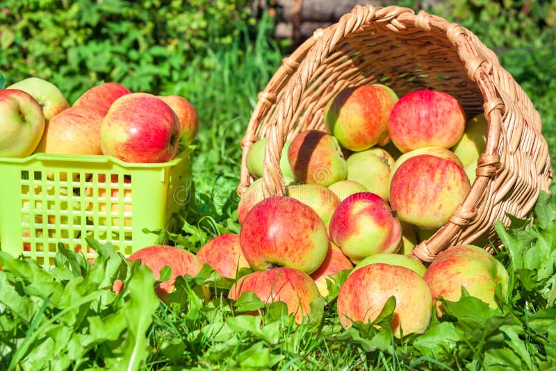 Cosecha De Manzanas De Las Frutas En Huerta, Panorama Foto de archivo ...