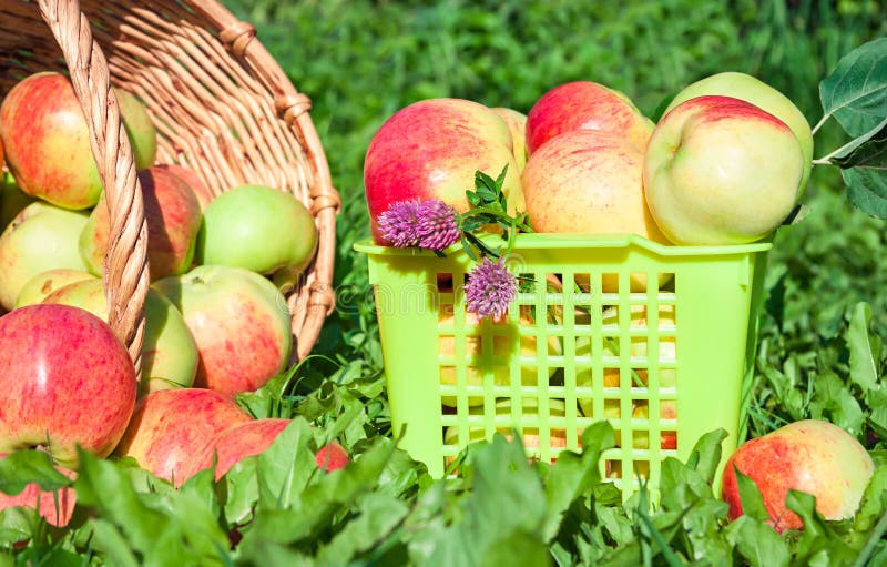 Cosecha De Manzanas De Las Frutas En Huerta, Panorama Foto de archivo ...