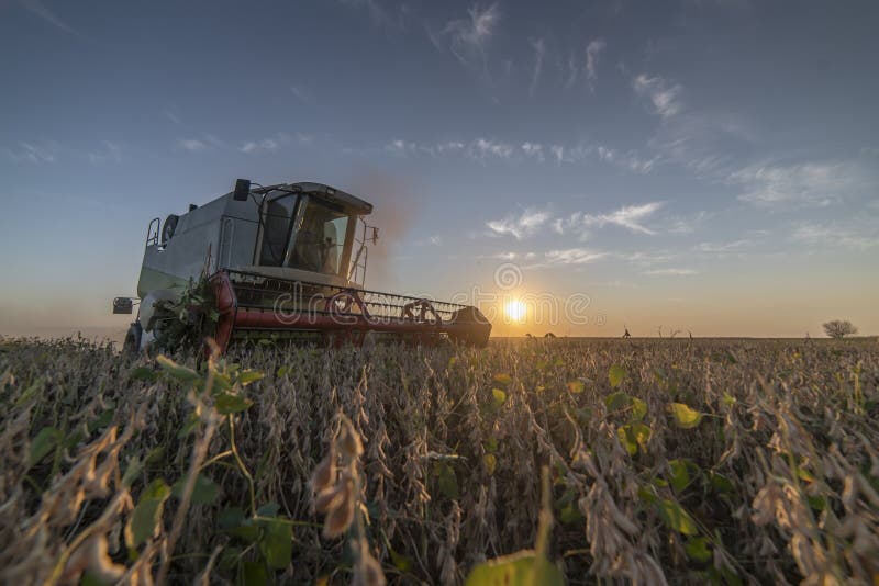 Cosecha de soja foto de archivo. Imagen de cosechadora - 197792978