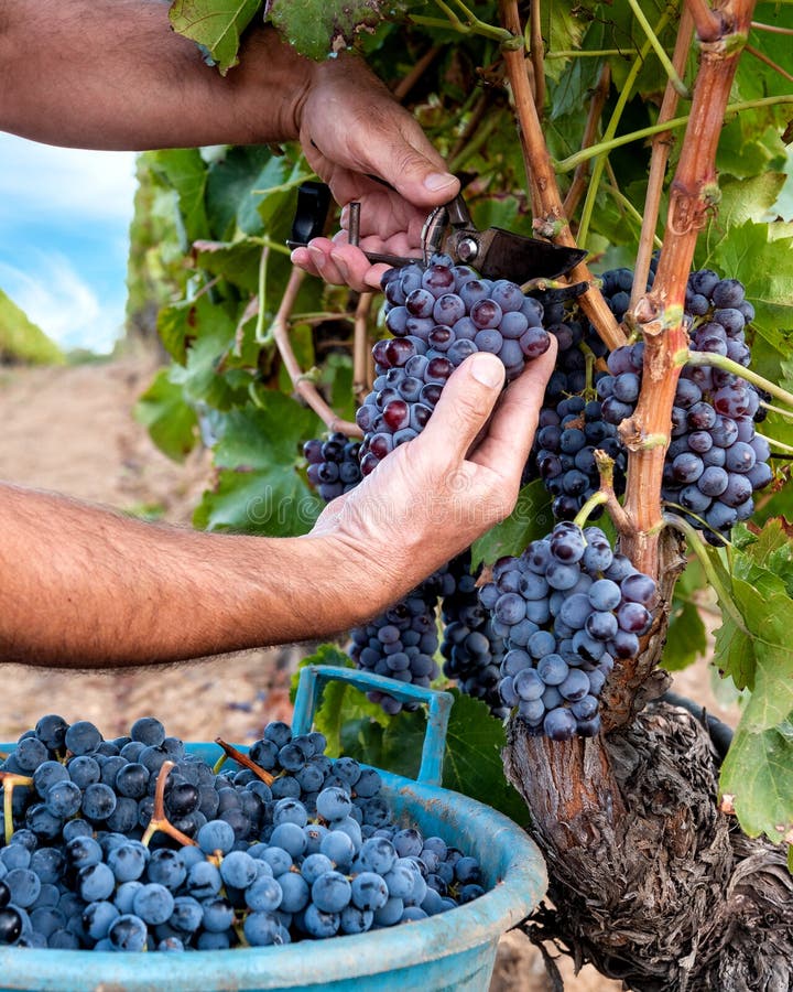 Cosecha De Uva De Cannonau. Cosecha Manual De Uvas. Agricultura Imagen ... Cosecha De Uva De Cannonau. Cosecha Manual De Uvas. Agricultura Imagen ...