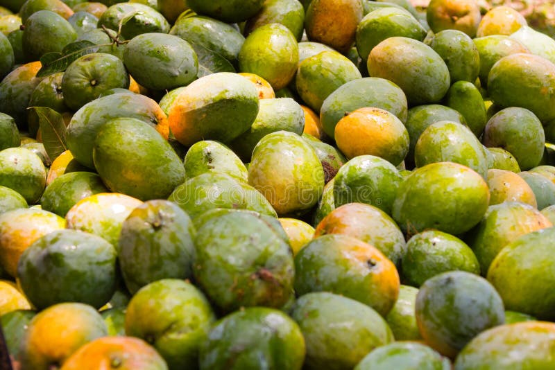 Cosecha del mango foto de archivo. Imagen de india, maduro - 92227384
