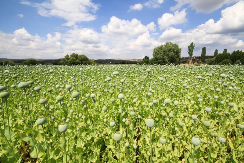 imágenes comunes del Fruta De La Amapola De Opio - los derechos de la ...