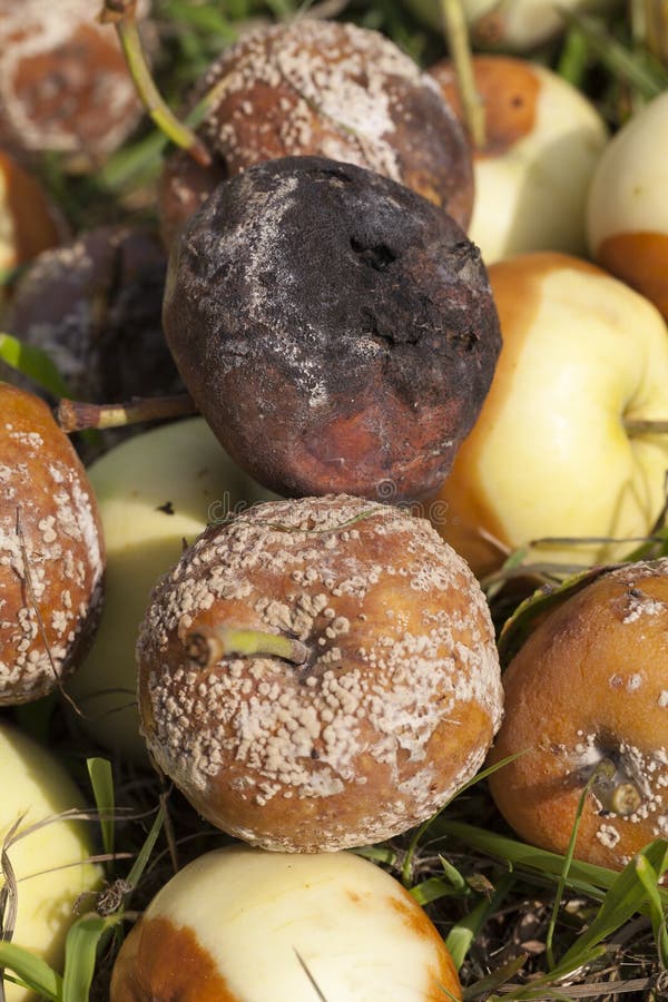 Cosecha Estropeada De La Manzana Imagen de archivo - Imagen de color ...