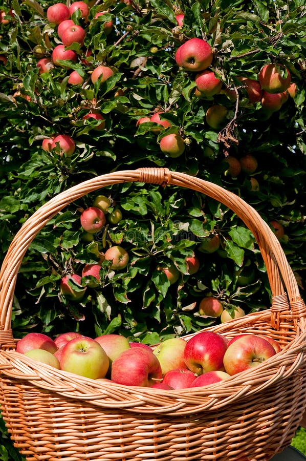 Cosecha Rica De Las Manzanas Foto de archivo - Imagen de cesta ...
