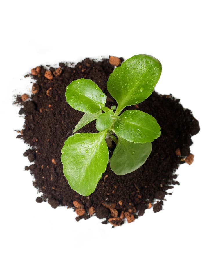 Cosecha Verde Apacible En Suelo Imagen de archivo - Imagen de ...