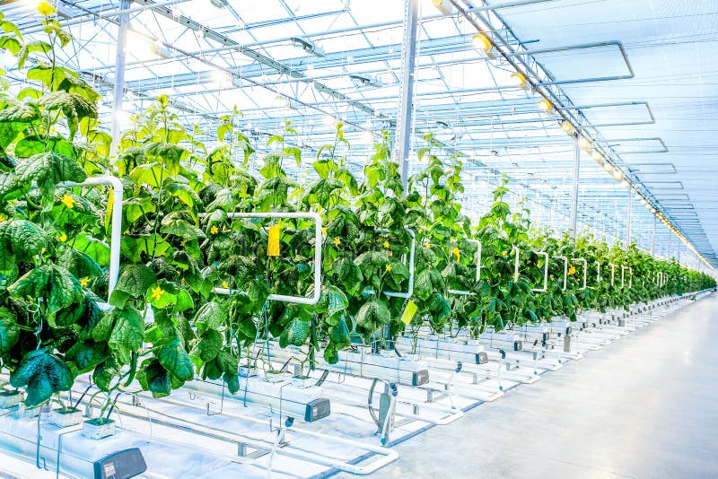 Cosecha Verde En Invernadero Moderno Foto de archivo - Imagen de campo ...